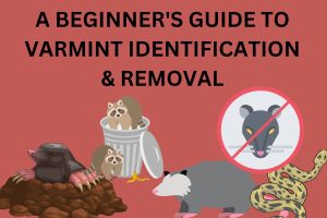 A Beginner's Guide To Varmint Identification & Removal | VarmintRemoval