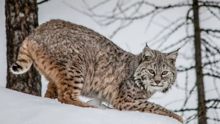 What Are The Sounds Of A Bobcat And Bobcat Call?