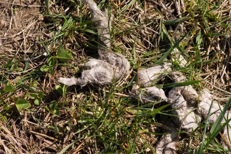 What Does Coyote Poop Look Like: Facts & Pictures