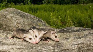 Do Possums Dig Holes? How To Identify Opossum Holes