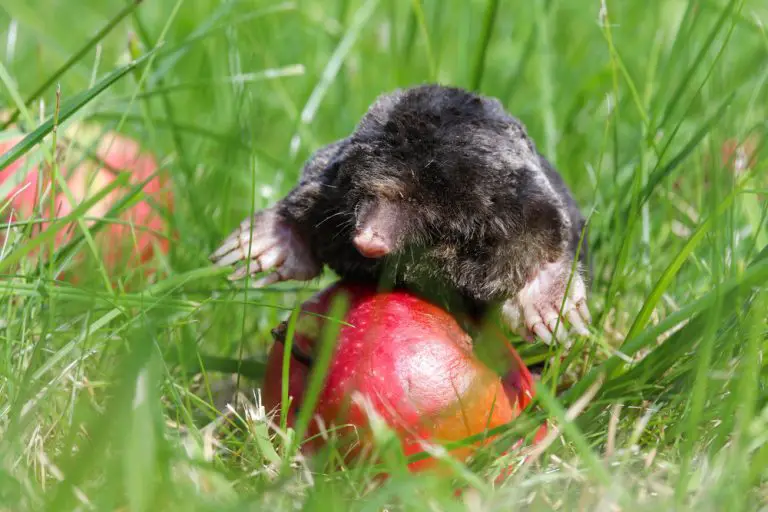 What Does Mole Poop Look Like: Identification & Pictures