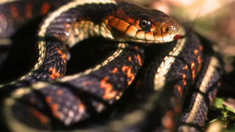 What Does Snake Poop Look Like: Identification & Pictures