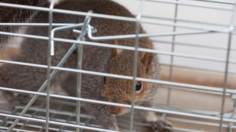 The Best Squirrel Traps, Baits, And How To Use One